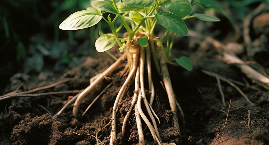 Suma Root – LA Muscle - AU & NZ